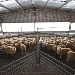 Shearing Shed Products Archives - ProWay