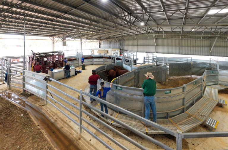 Temperate Breed Cattle Yard Features – ProWay