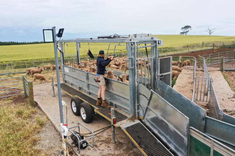 Sheep Handling Products Archives - ProWay