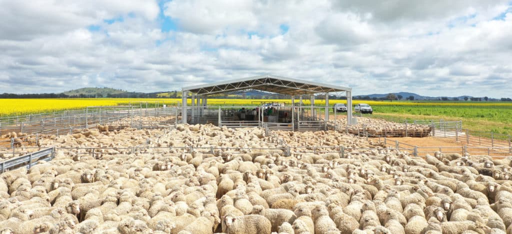 Sheep Yard Designs | Custom Sheep Yards | ProWay Australia