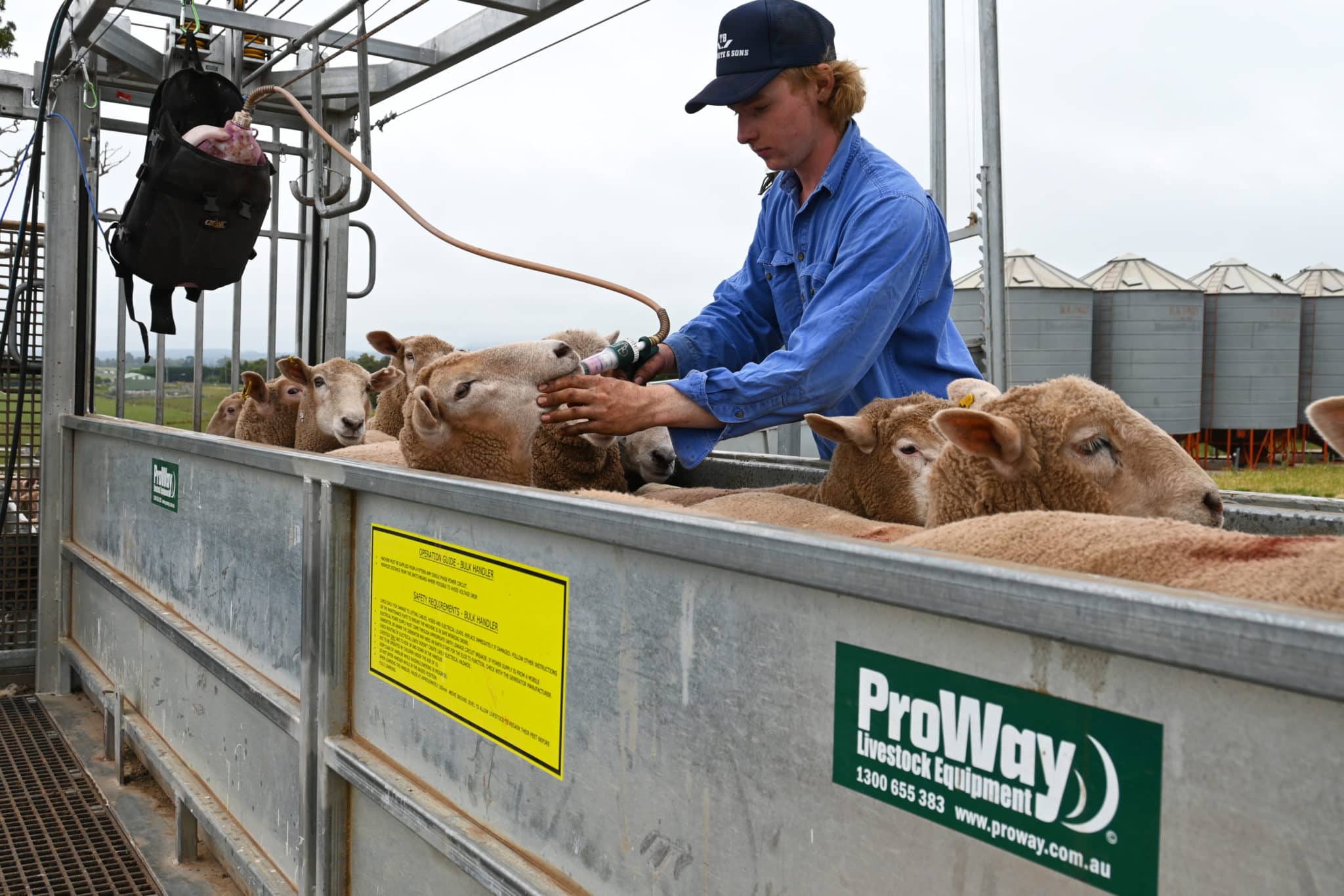Sheep Bulk Handler - ProWay | 20+ Years Quality Experience