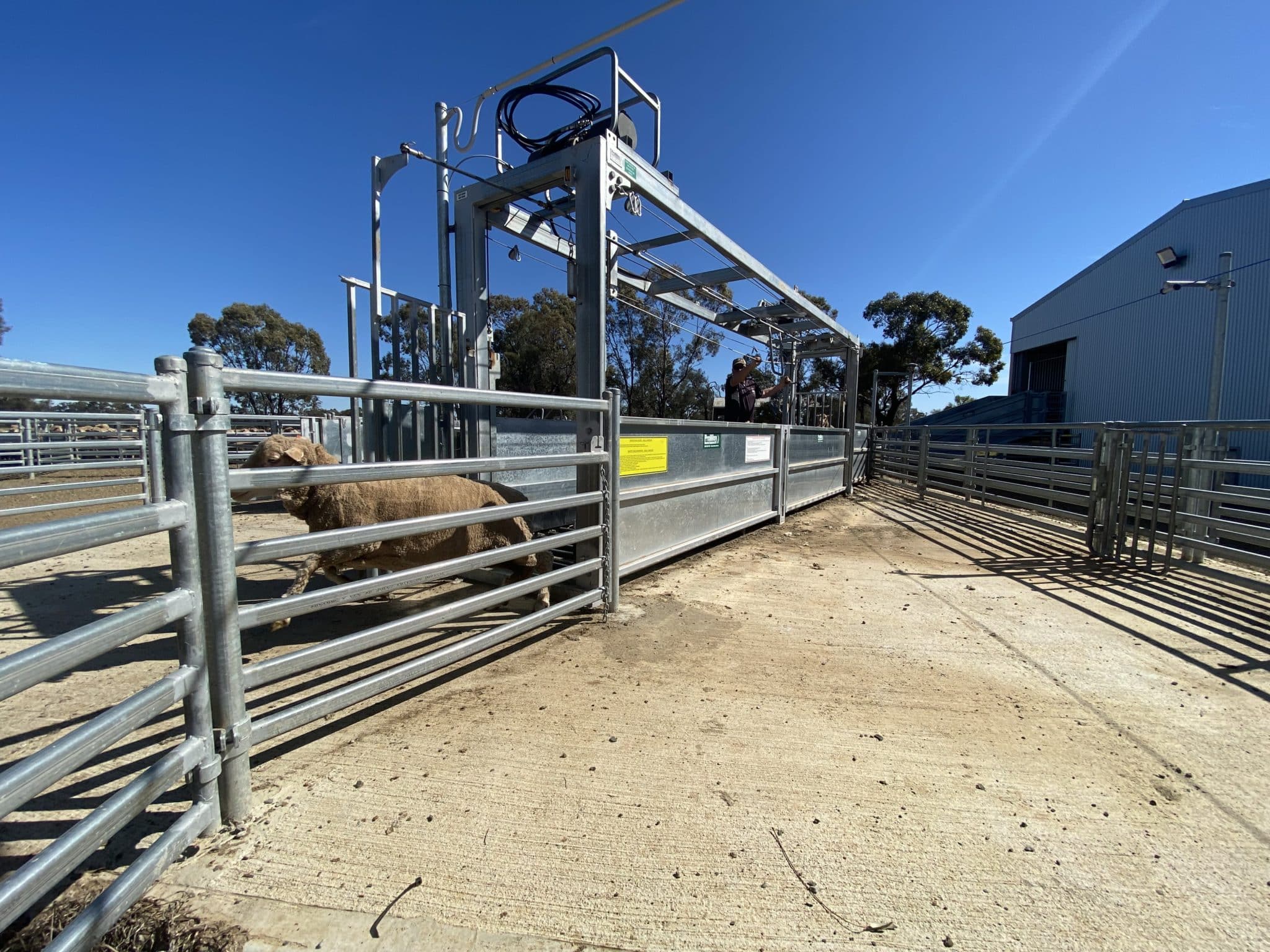 Sheep Bulk Handler - ProWay