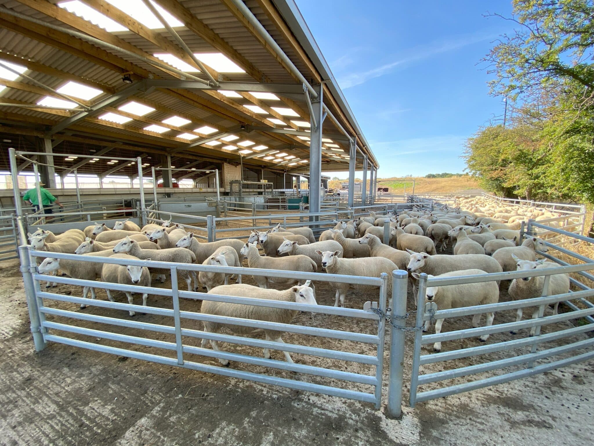 Sheep Handling Facilities | East Leicestershire, UK