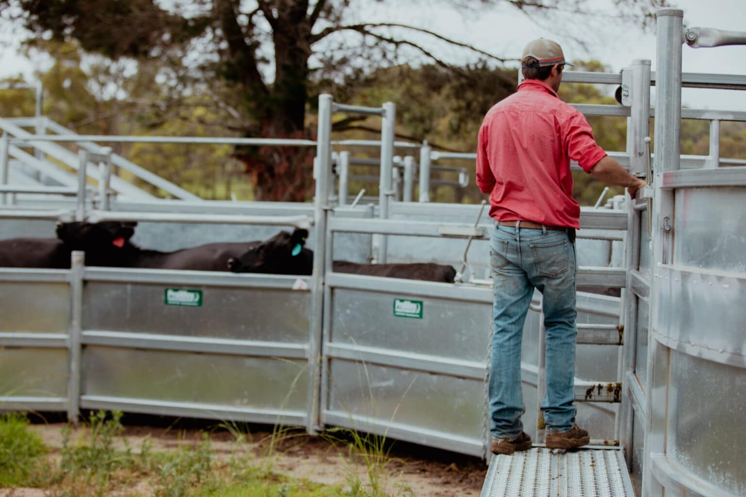 Cattle Handling Equipment For Sale - ProWay