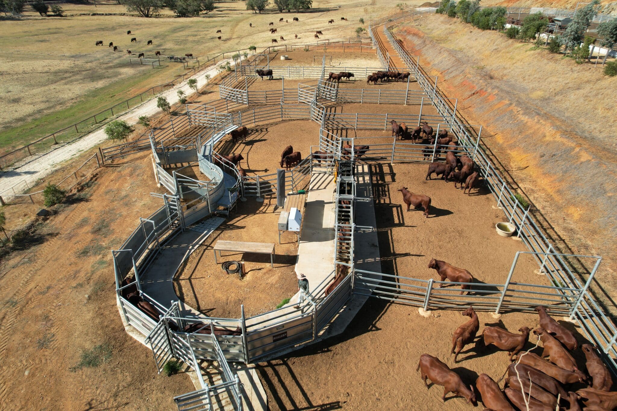 Modernizing Your Cattle Handling Practices with ProWay - ProWay