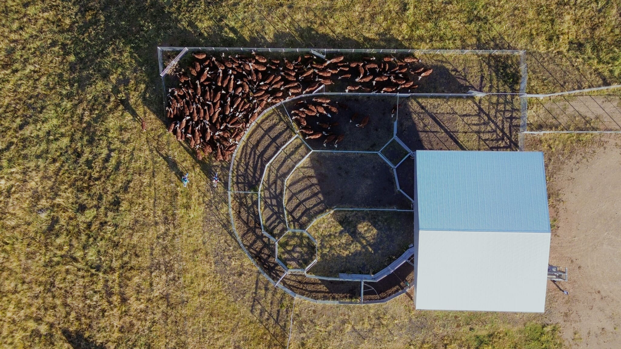 Modernizing Your Cattle Handling Practices with ProWay - ProWay