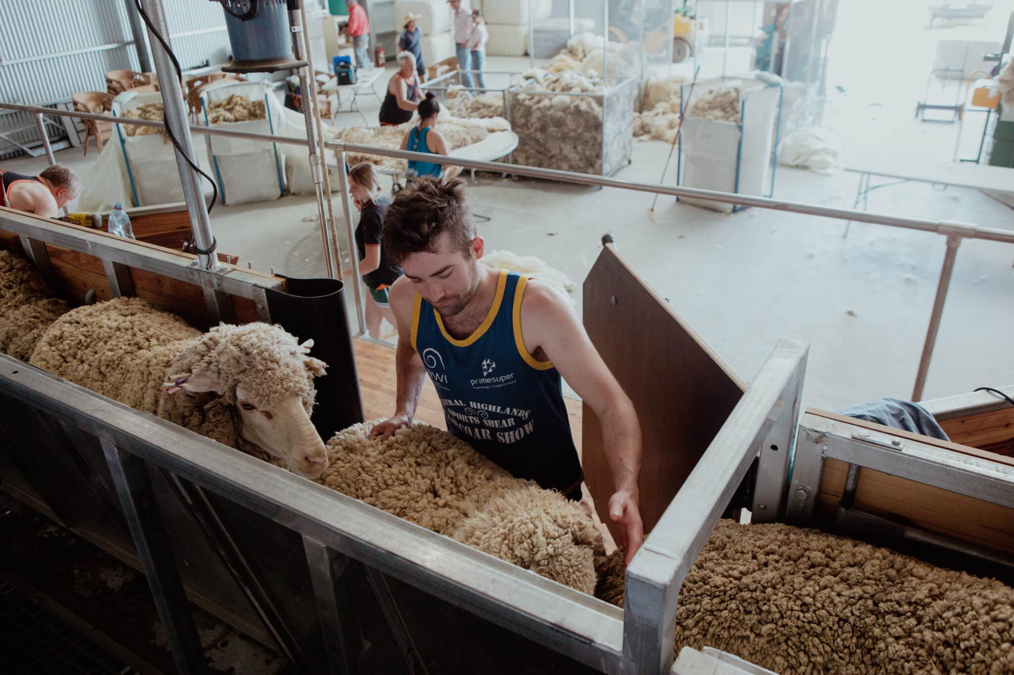 6 Stand Lane Delivery Shearing Shed & Sheep Yards - ProWay
