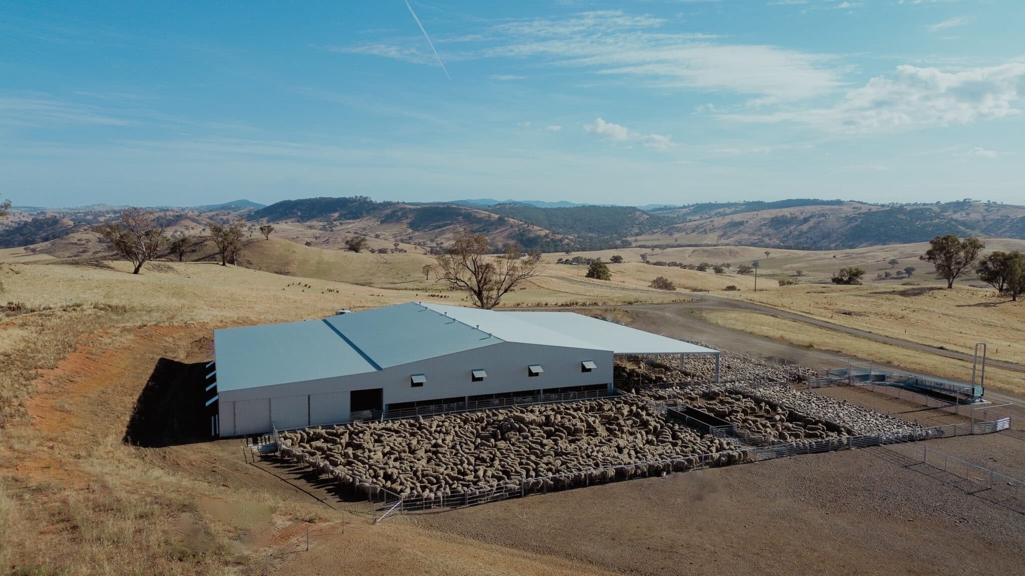 6 Stand Lane Delivery Shearing Shed & Sheep Yards - ProWay