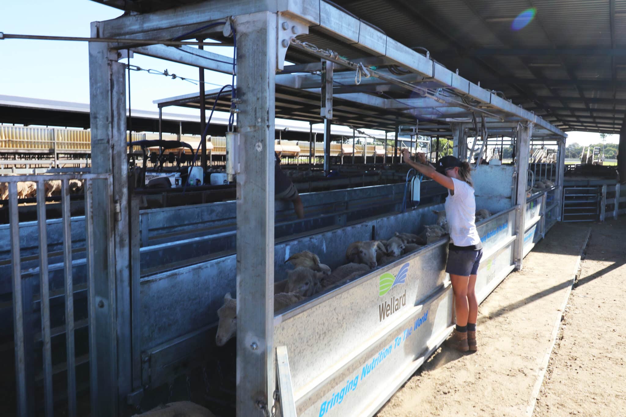 Maximise Your Investment with ProWay's Sheep Bulk Handler